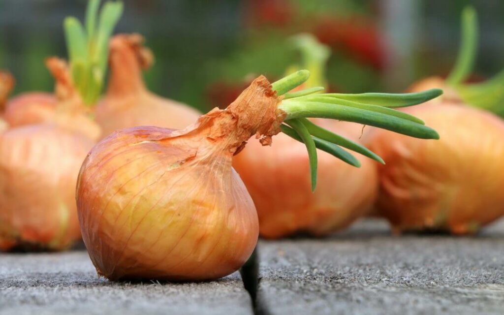 Vöröshagyma termesztése, ültetése | Hagyma felmagzása