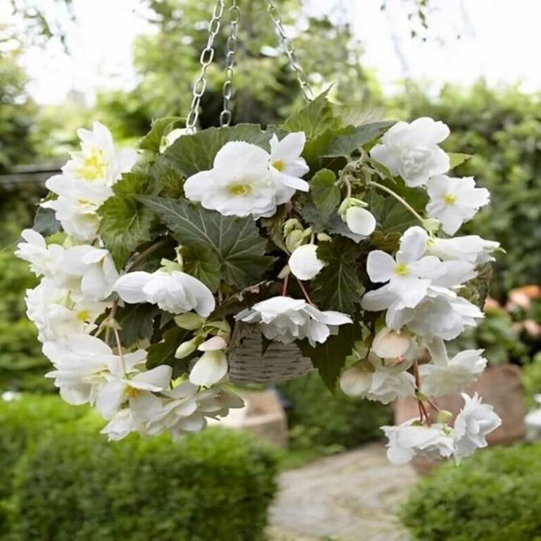 A gumós begónia gondozása, ültetése | Így gondozd a begóniát