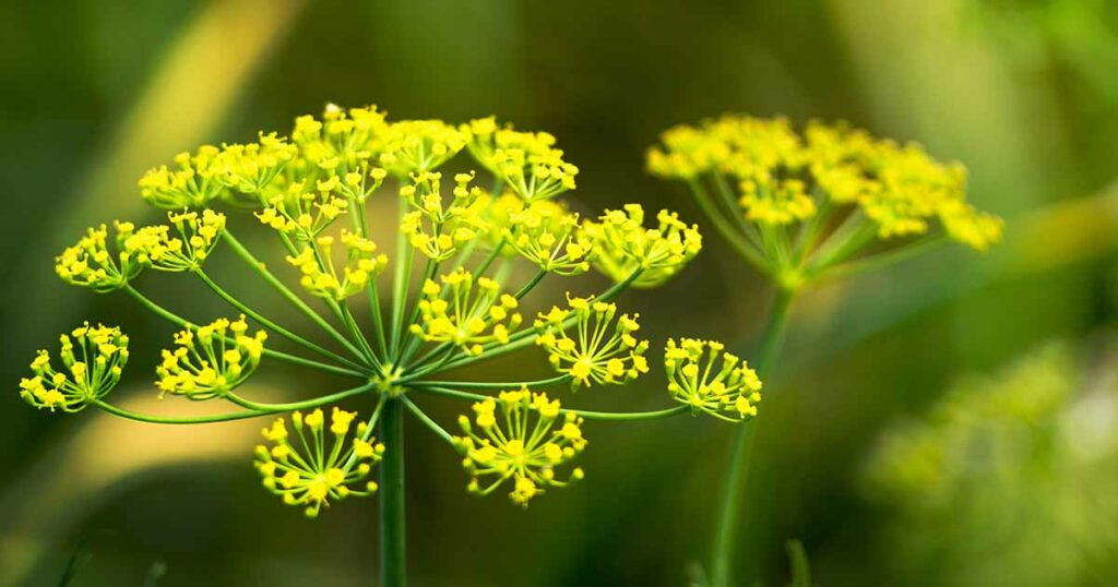 A kapor termesztése | Kapormag vetése, gondozása, betakarítás