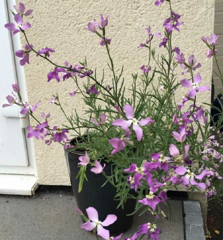 Az estike virág (Matthiola bicornis) ültetése, gondozása és virágzása