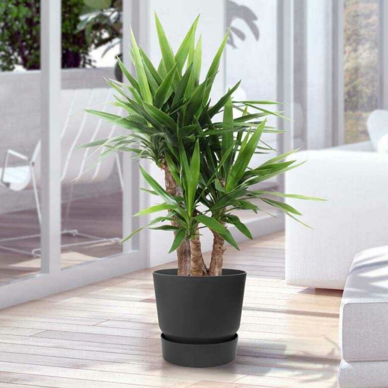 A jukka (yucca) pálma, pálmaliliom gondozása, szaporítása és betegségei