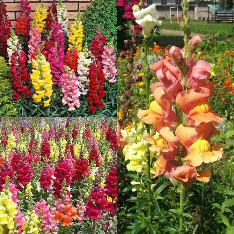 Tátika virág (oroszlánszáj) ültetése, gondozása | Útmutató