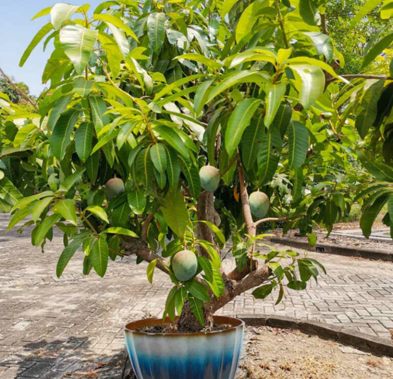 Mangó (Mangifera indica) termesztése, gondozása | Mangófa