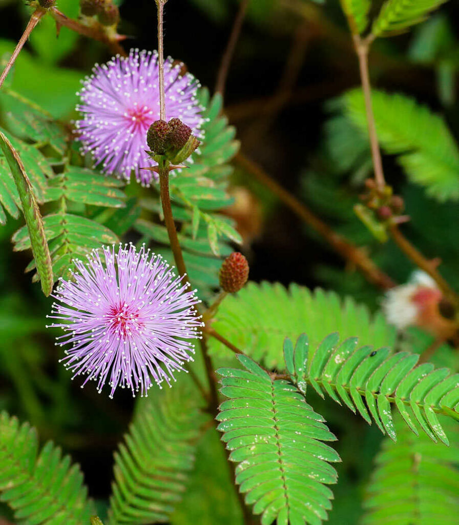 Mimóza (Mimosa pudica) gondozása, virága, szaporítása
