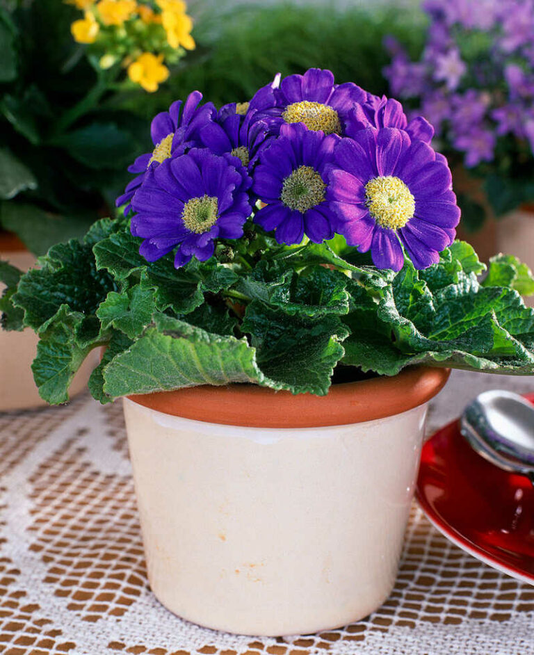 Cinerária (Pericallis x hybrida) gondozása | Útmutató