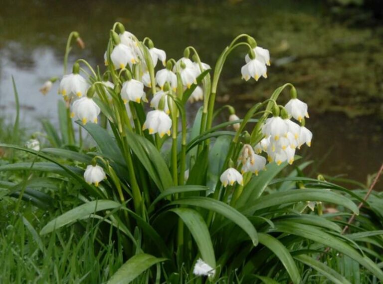 Tavaszi és nyári tőzike gondozása | Hagymás virágok nevelése