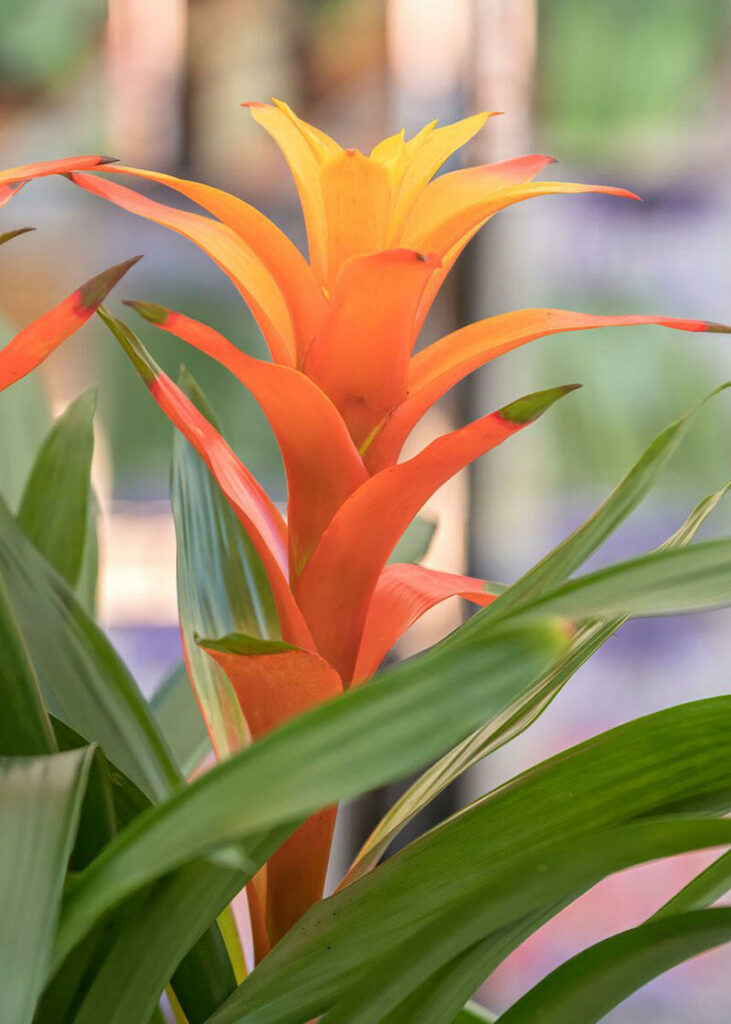 Guzmán bromélia (Guzmania) gondozása, nevelése | Útmutató