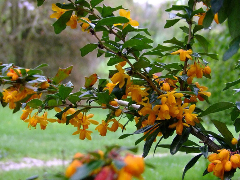 Borbolya (Berberis x lologensis) gondozása, metszése