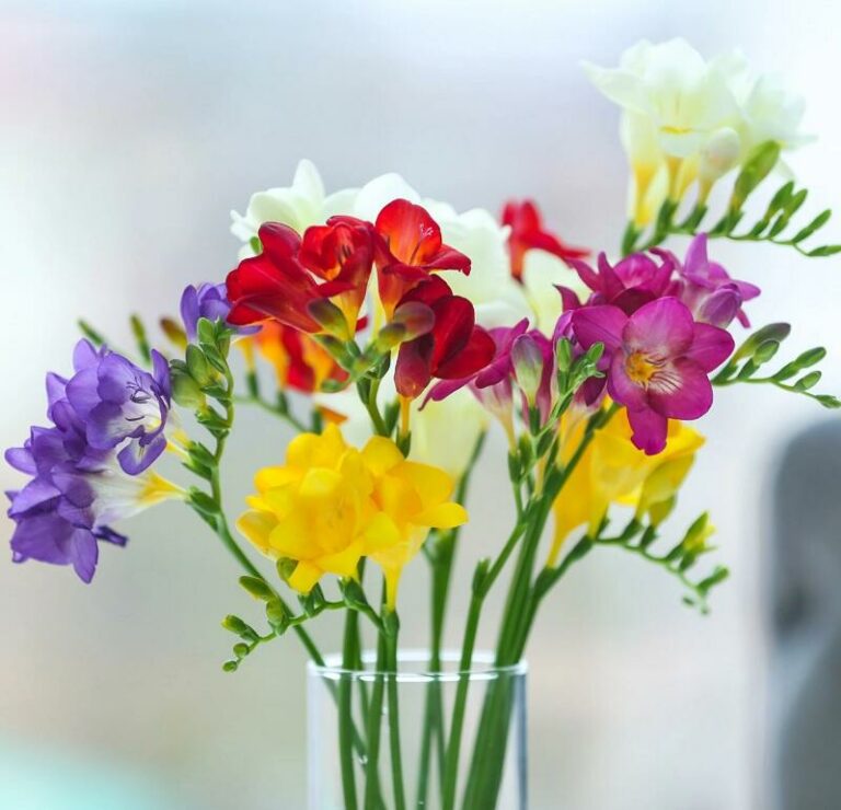 Frézia (Fressia) virág hagyma ültetése, gondozása | Útmutató