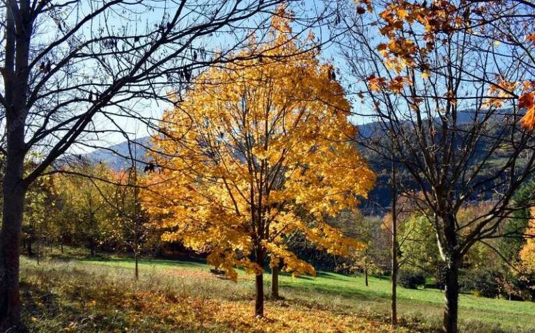 Juhar fajták bemutatása | Juharfa gondozása, ültetése
