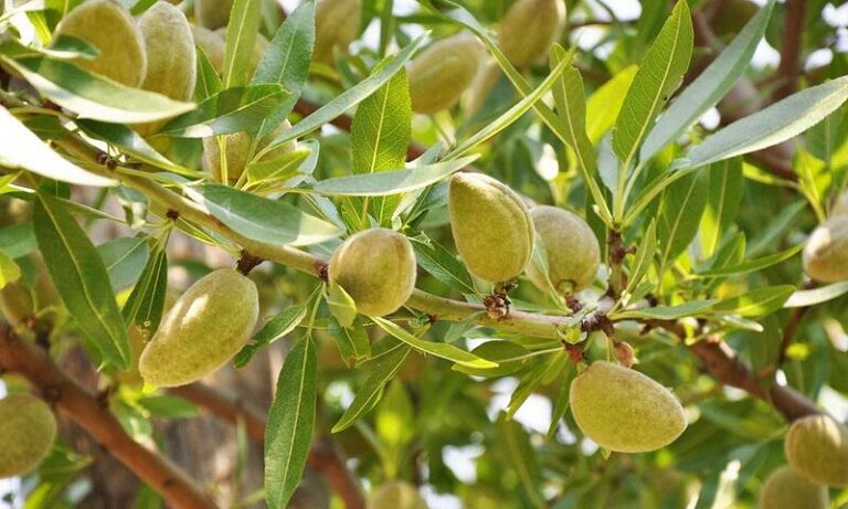 Mandulafa virágzása, metszése | Gondozási útmutató