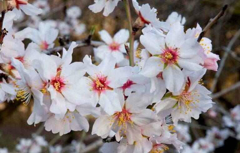 Mandulafa virágzása, metszése | Gondozási útmutató