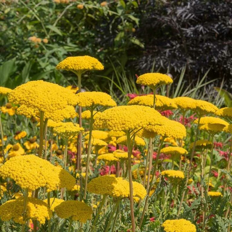 A cickafark (Achillea millefolium) fajtái és gondozása