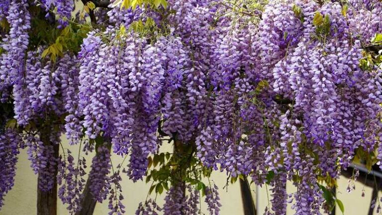 Kínai lilaakác (Wisteria sinensis) gondozása, igénnyei