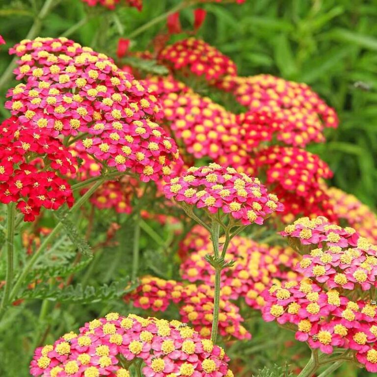 A cickafark (Achillea millefolium) fajtái és gondozása