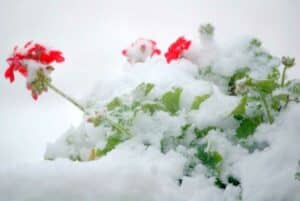 Álló- és futó muskátli teleltetése egyszerűen | Útmutató