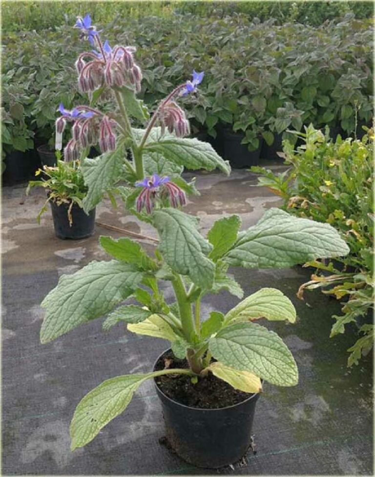 Kerti borágó (Borago officinalis) gondozása, nevelése