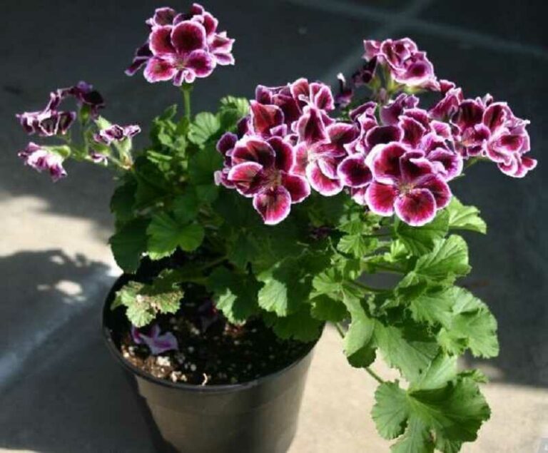 Muskátli (Pelargonium) gondozása, szaporítása és teleltetése