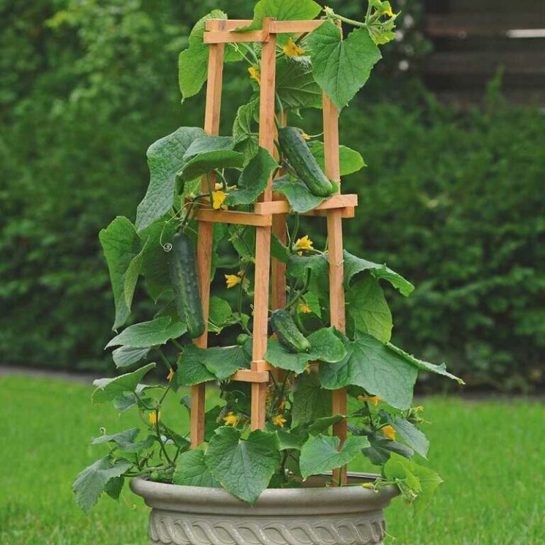 Uborka termesztése, ültetése | Cucumis sativus | Gondozása