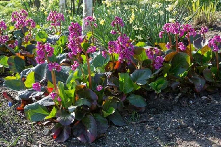 Bőrlevél (Bergenia) fajták gondozása, betegségei, tőosztása