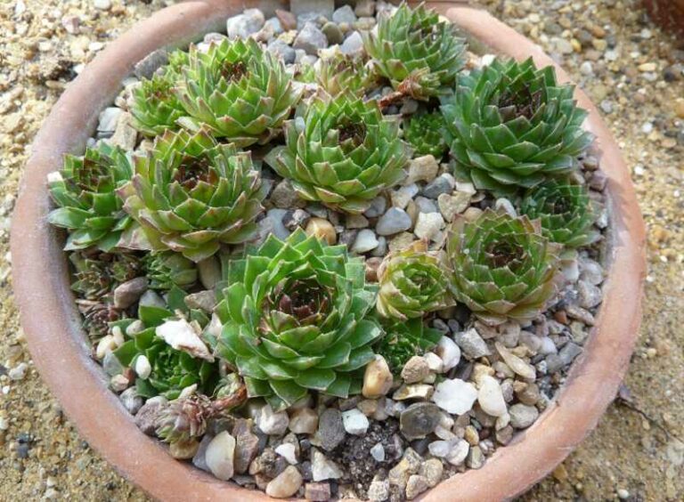 Kövirózsa (Sempervivum) fajták gondozása, ültetése, virága