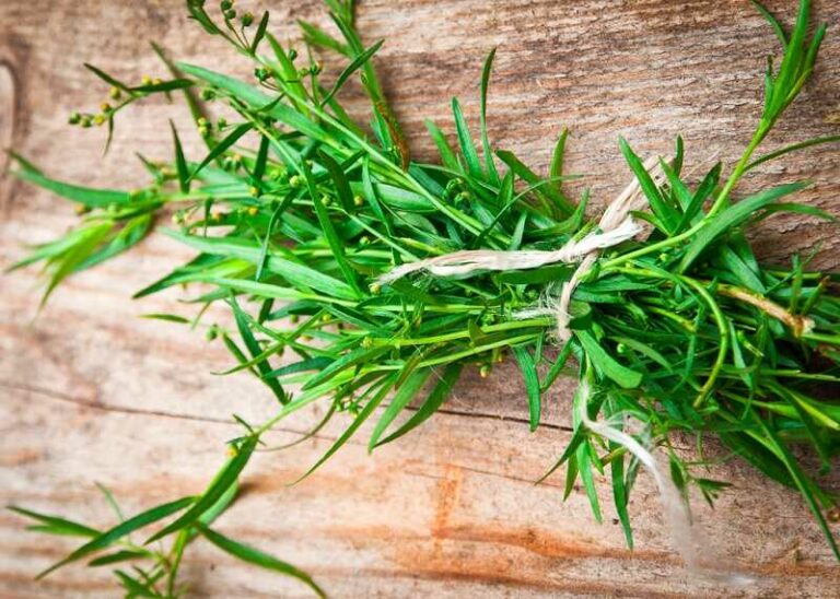 Tárkony fajtái és termesztése | Kerti gondozási útmutató