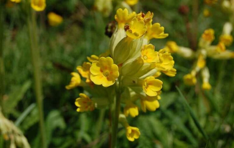 Kankalin (Primula) fajták gondozása, virágzása | Útmutatók