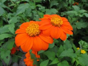 Pompás titónia (Tithonia rotundifolia), tűzvirág gondozása