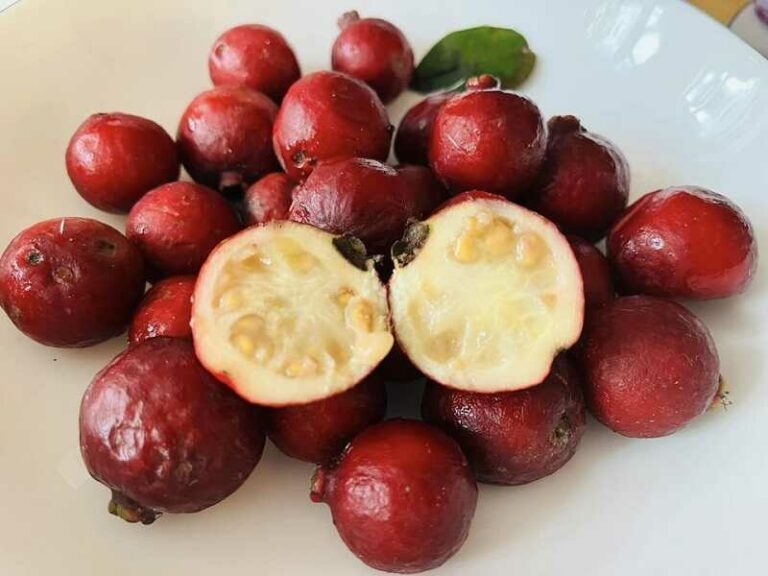 Guava (Psidium guajava) gyümölcs | Fajtái és gondozása
