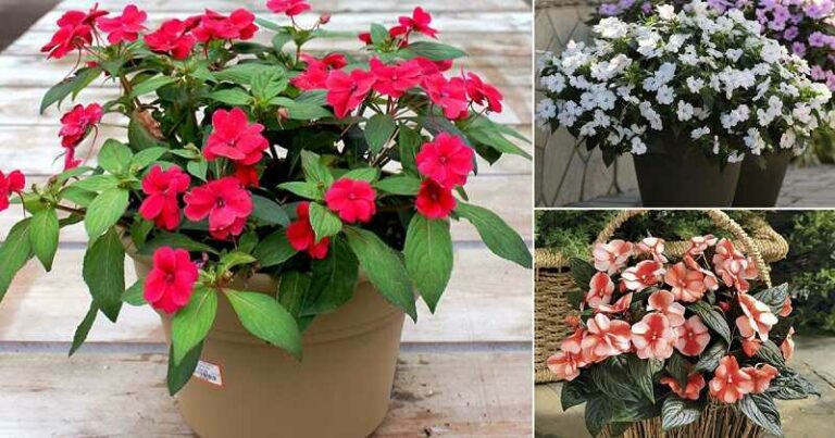 Pistike virág (nebáncsvirág) gondozása | Kerti útmutató