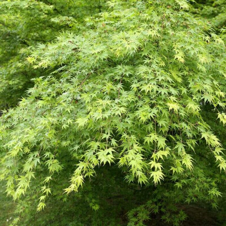 Japán juhar (Acer palmatum), ujjas juhar | Gondozási tippek