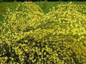 Zanót (Cytisus) | Korai zanót | Gondozási, ültetési útmutató