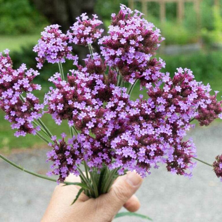 Ernyős verbéna (Verbena bonariensis) | Godozási útmutató