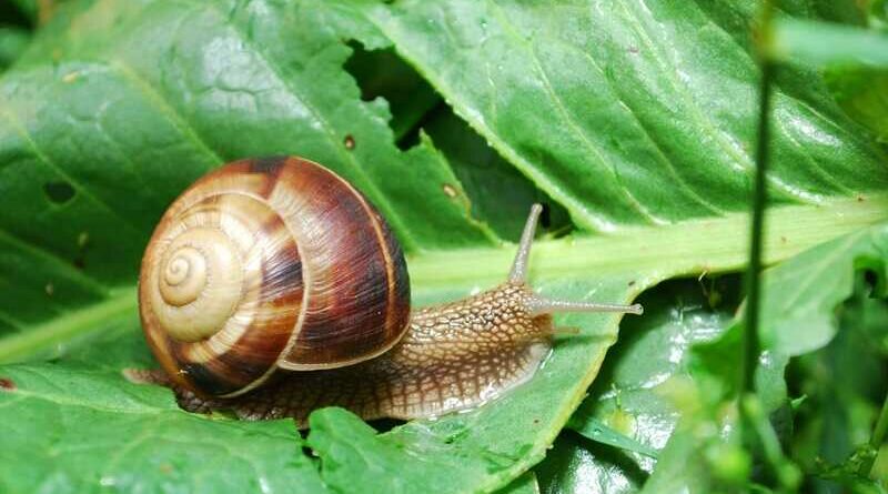 Csigák elleni védekezés a kertben | Teljes útmutató