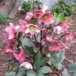 Hunyor (Helleborus) | Ültetése és gondozása | Kerti útmutató