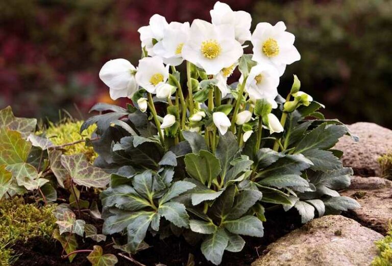 Hunyor (Helleborus) | Ültetése és gondozása | Kerti útmutató