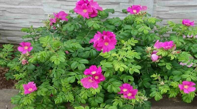 Japán rózsa (Rosa rugosa) | Gondozási útmutató kezdőknek