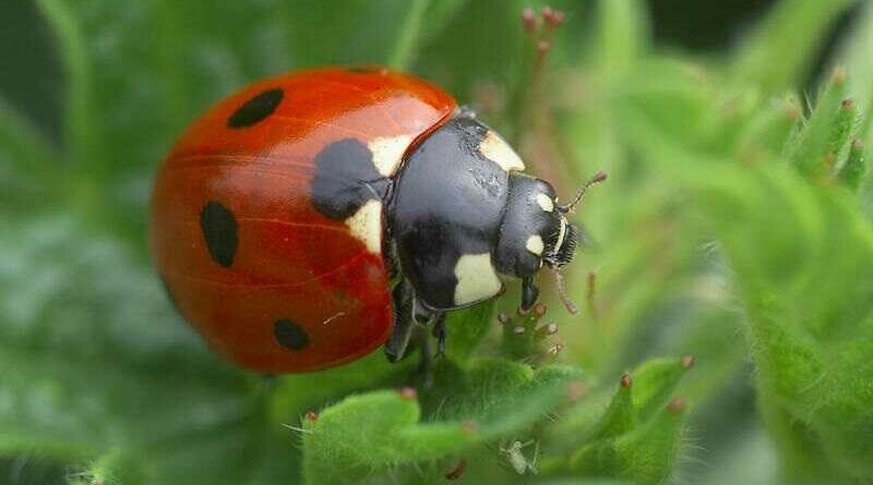 Katicabogár, a kertész hasznos segítője | Hétpettyes katica