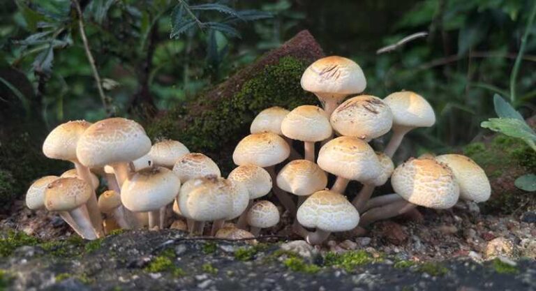 Ízletes rizike gomba (Lactarius deliciosus) | Gomba útmutató